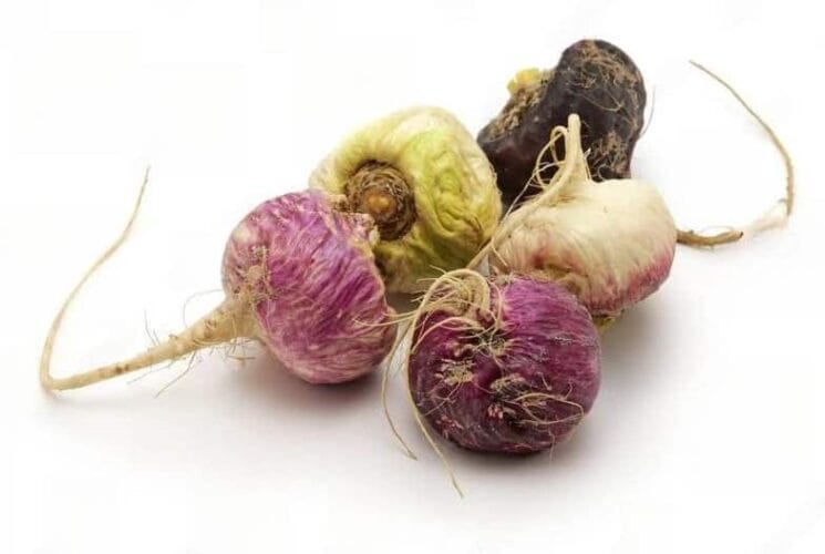 Tipos De Maca Peruana: Conheça Suas Variedades E Benefícios – SJVTWV